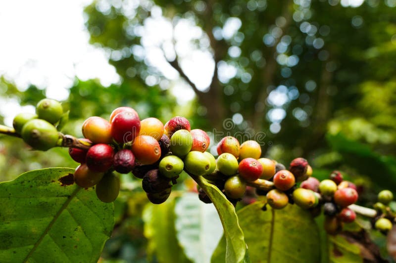 Coffee tree stock image. Image of bush, hand, berries - 36482819
