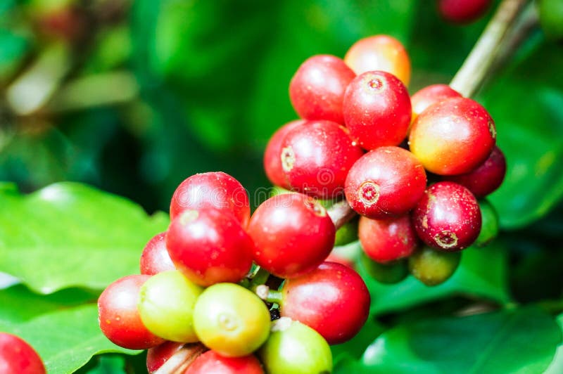 Coffee tree stock photo. Image of berries, farm, nature - 36482854
