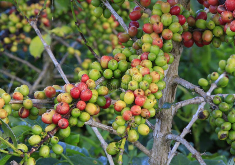 Coffee Tree with Coffee Bean Stock Photo - Image of city, nature: 66495932