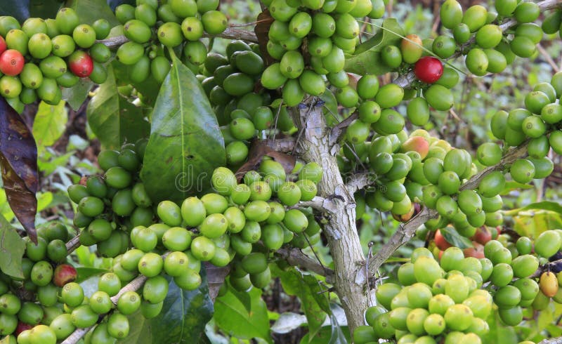 Coffee Tree with Coffee Bean Stock Photo - Image of asia, coffee: 66496050