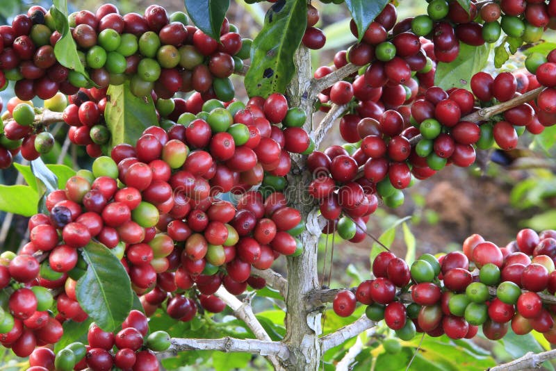 Coffee Tree with Coffee Bean Stock Photo - Image of cafe, green: 66496188