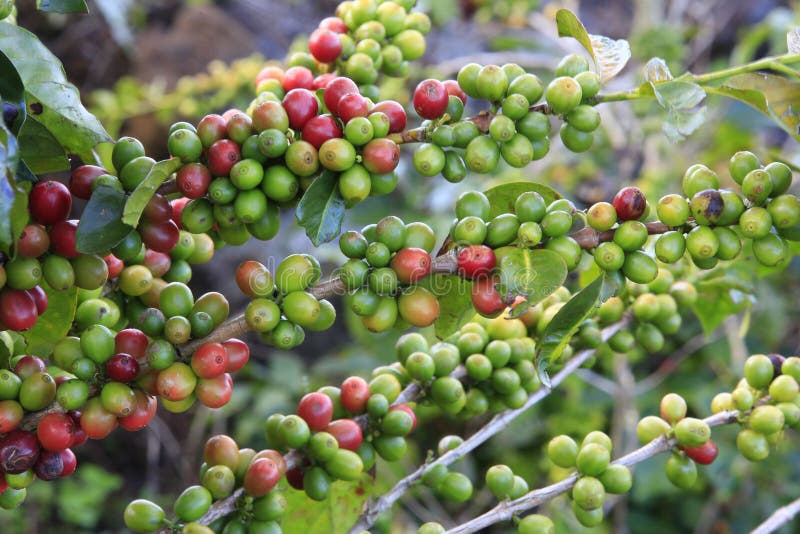Coffee Tree with Coffee Bean Stock Image - Image of harvest, flower ...