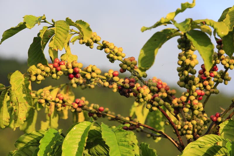 Coffee Tree with Coffee Bean Stock Image - Image of agricultural ...
