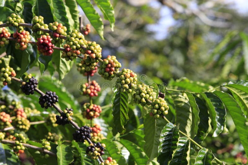 Coffee Tree with Coffee Bean Stock Image - Image of dalat, plantation ...