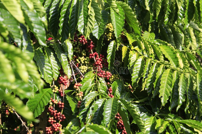 Coffee Tree with Coffee Bean Stock Image - Image of bean, agricultural ...