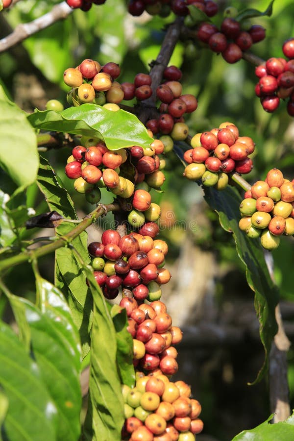 Coffee Tree with Coffee Bean Stock Image - Image of plantation ...