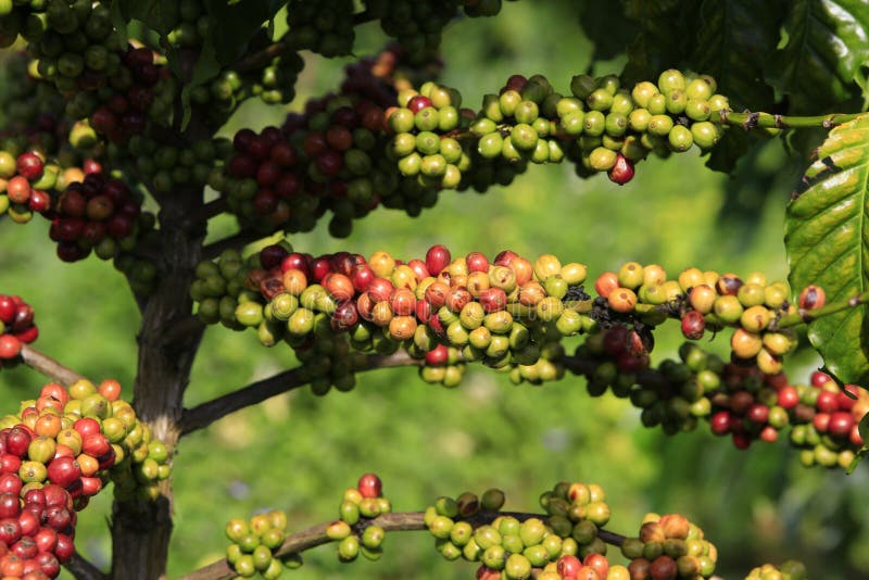Coffee Tree with Coffee Bean Stock Photo - Image of bean, dalat: 90161232
