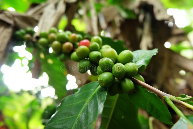 Coffee Tree and Coffee Beans on Branch Stock Image - Image of food ...