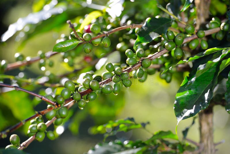 Coffee Tree with Coffee Beans in Coffee Plantation Stock Image - Image ...