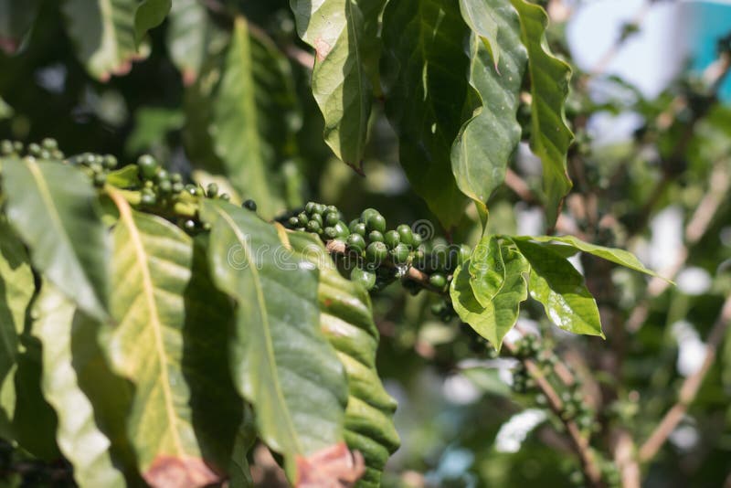 Coffee Tree with Coffee Cherry Ripes Stock Image - Image of tree ...