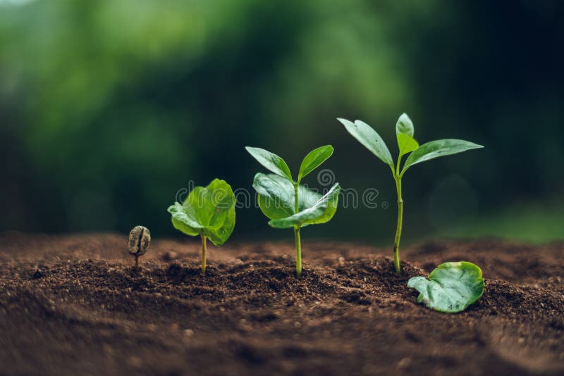 Coffee Tree Seedling Growth Isolate Growing Coffee Seeds Stock Image ...