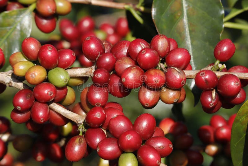 Coffee Tree on Cofffe Tree in Cafe Plantation Stock Image - Image of ...