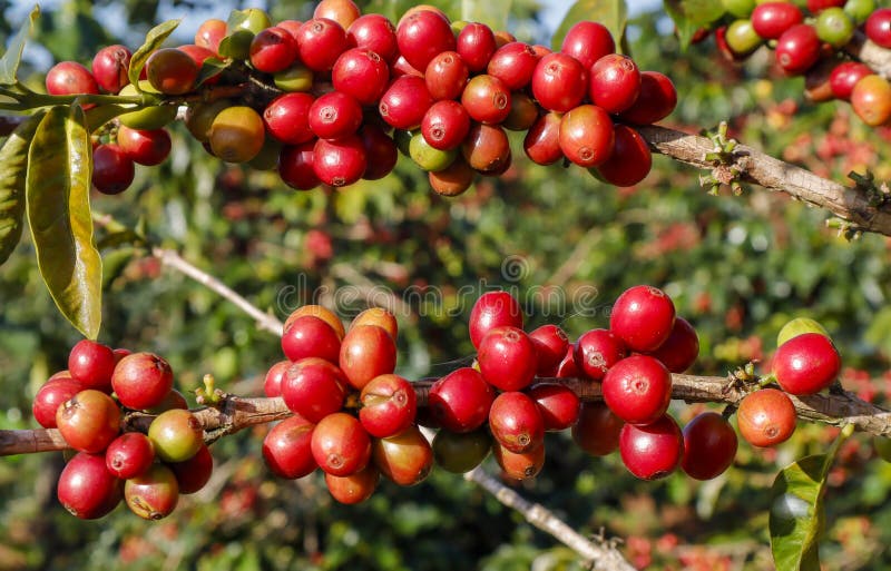 Coffee Tree on Cofffe Tree in Cafe Plantation Stock Image - Image of ...