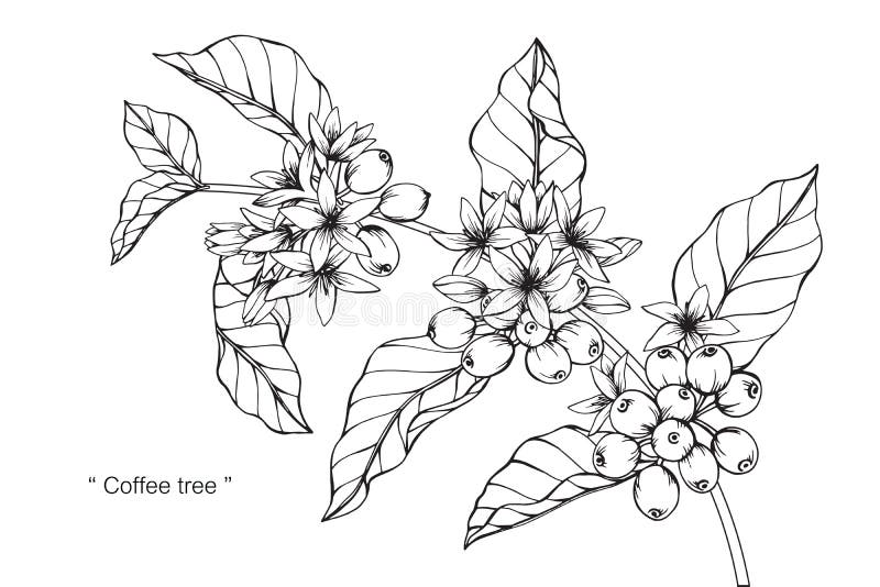 Coffee Tree Drawing and Sketch. Stock Vector - Illustration of lineart ...