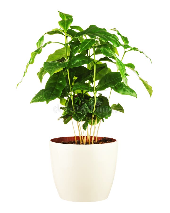 Coffee Tree (Arabica Plant) in Flower Pot Isolated on White Back Stock ...