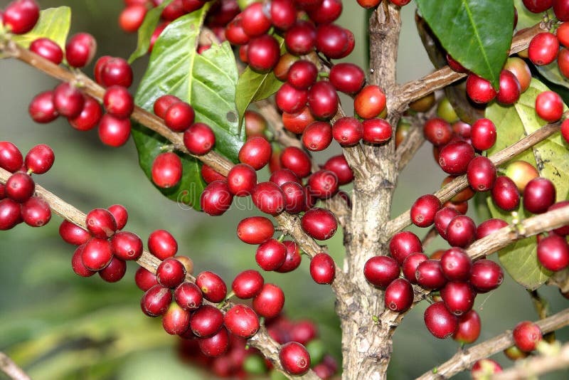 Coffee tree stock photo. Image of trees, cafe, plant - 47132718