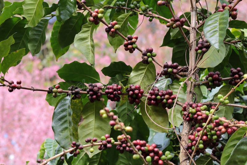 Coffee tree stock image. Image of berry, plant, nature - 49025573