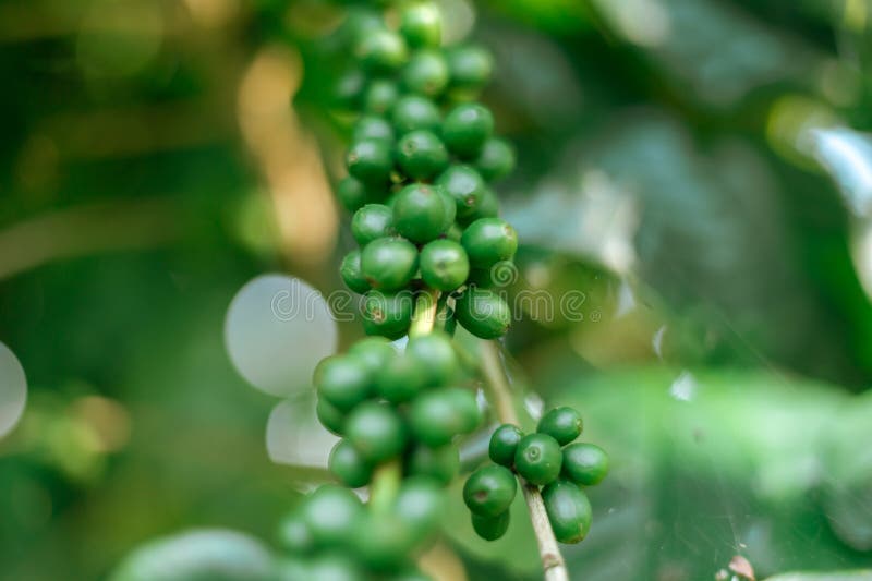 Coffee Tree with Fresh Arabica Coffee Bean in Plantation Stock Photo ...