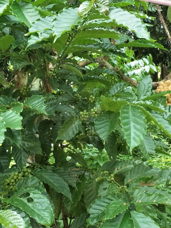 Coffee Tree with Green Bean. Stock Photo - Image of tree, green: 126002118