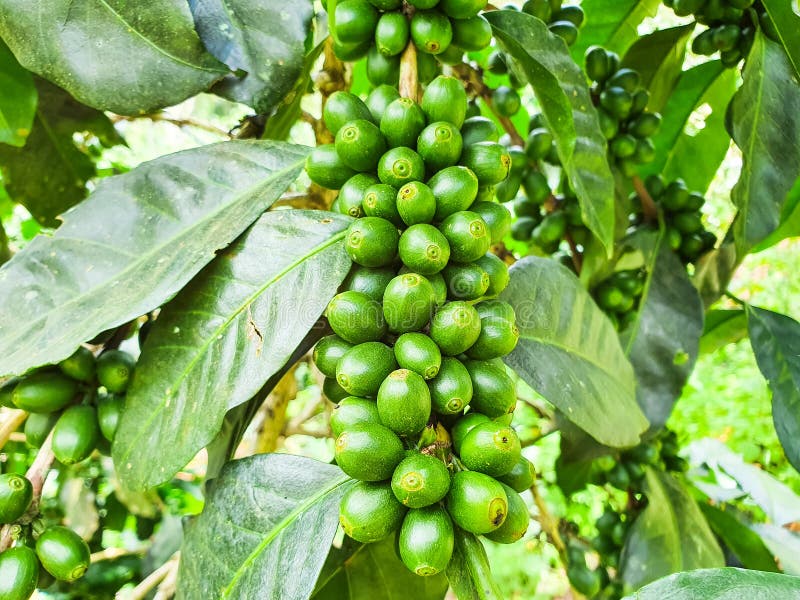 Coffee Tree with Green Coffee Beans on the Branch. Stock Photo - Image ...