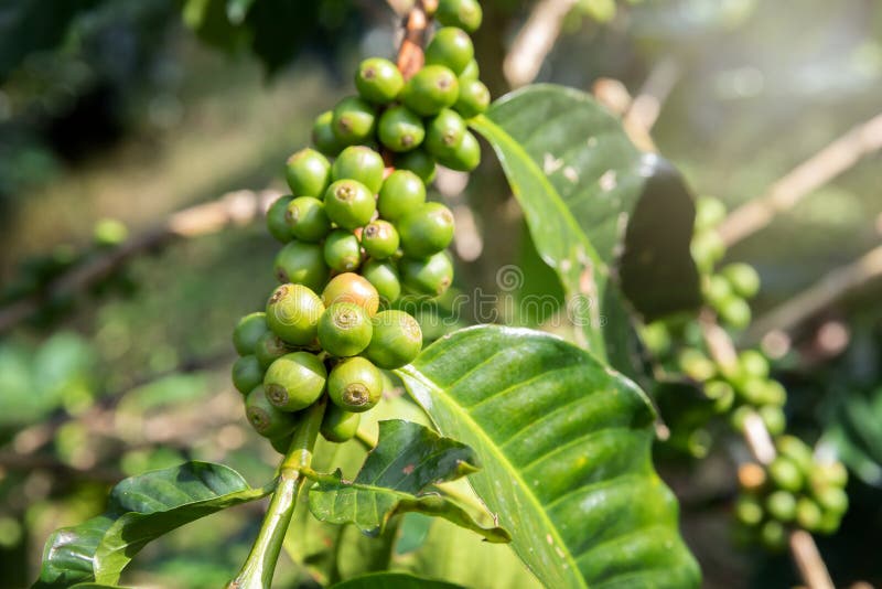 Coffee Tree with Green Coffee Berries on Cafe Plantation Stock Image ...