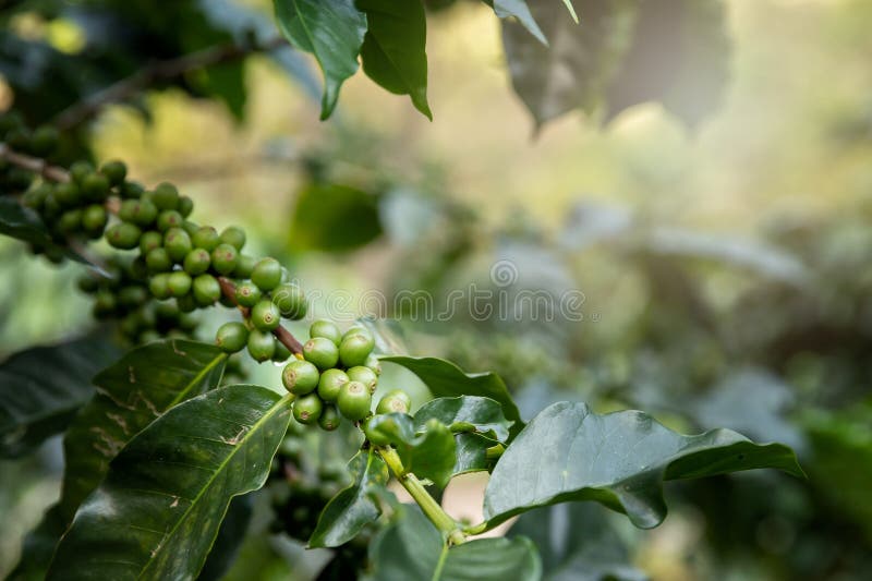 Coffee Tree with Green Coffee Berries on Cafe Plantation Stock Image ...