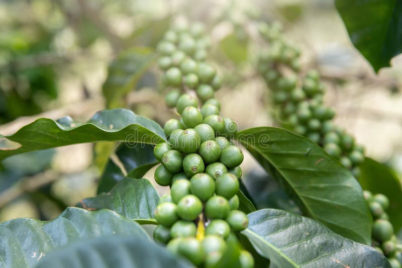Coffee Tree with Green Coffee Berries on Cafe Plantation. Stock Photo ...