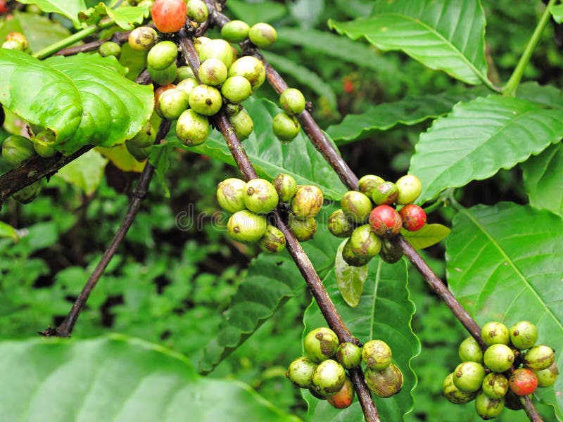 Coffee tree stock photo. Image of beans, tree, organic - 47199986