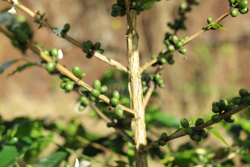 Coffee Tree Growing Behind the House with Young Green Beans Stock Image ...