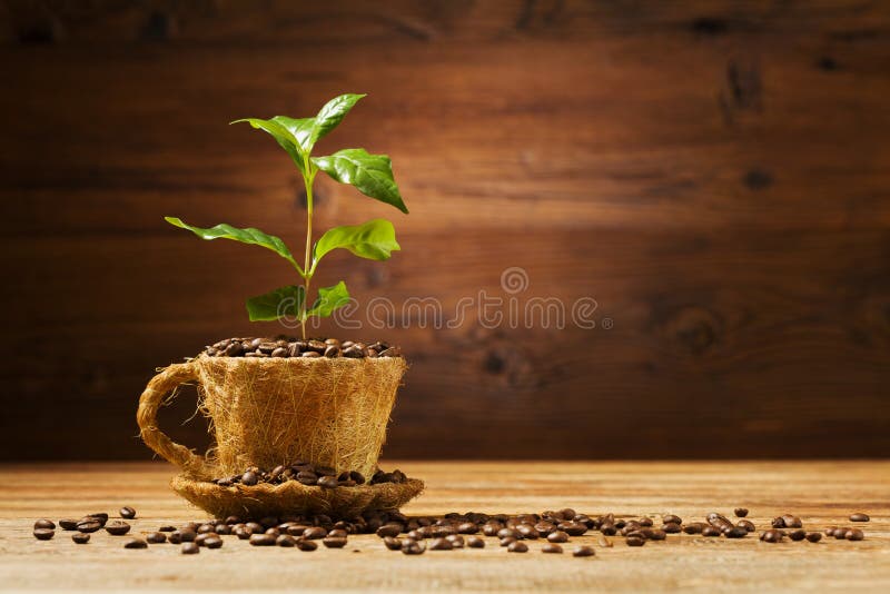 Coffee Tree Grows Out of a Cup of Coffee Beans Stock Photo - Image of ...