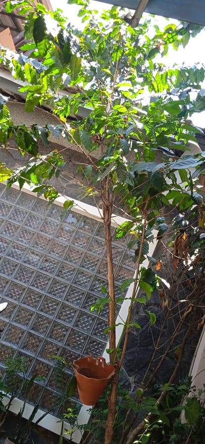Coffee Tree in the House Area Stock Photo - Image of house, view: 291263496