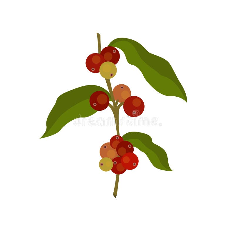 Coffee Tree Icon, Vector Hand Draw Illustration Stock Illustration ...