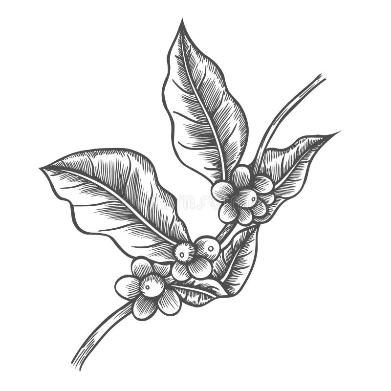 Coffee tree illustration stock vector. Illustration of engraving ...