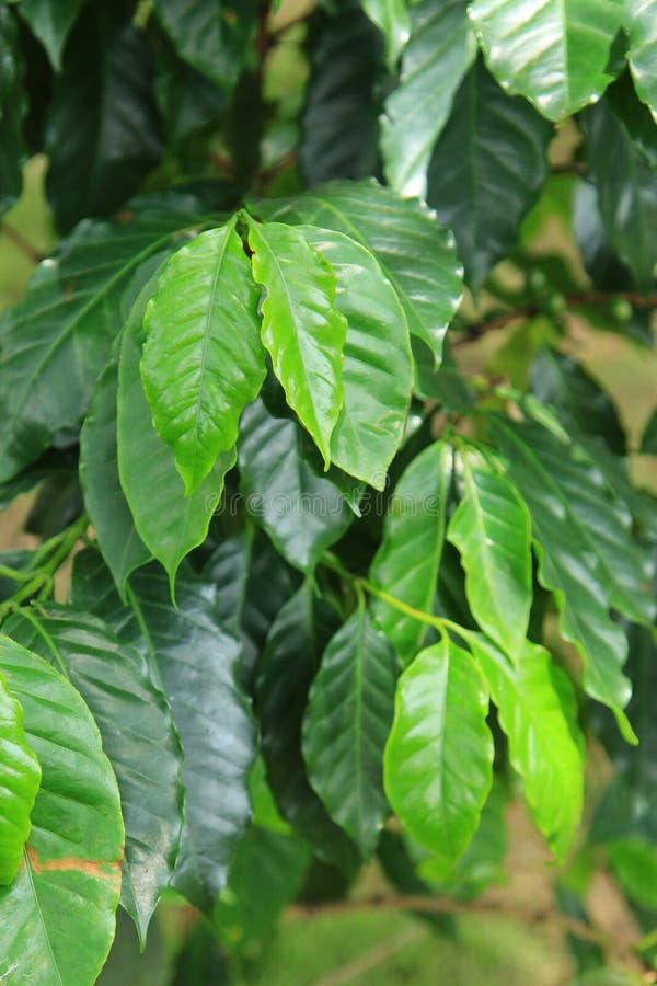 Coffee tree stock photo. Image of coffee, fresh, farming - 43656542