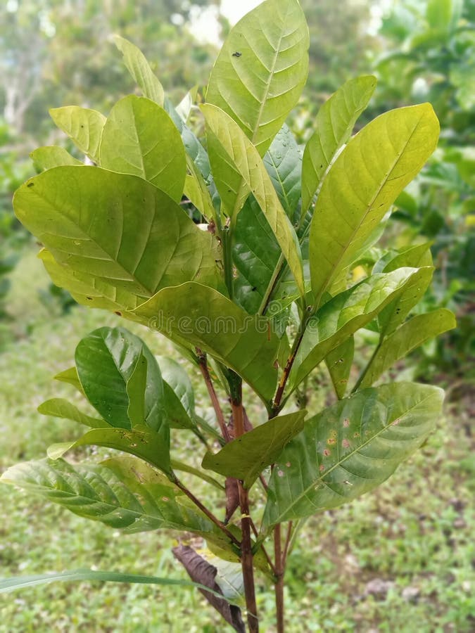 Coffee tree stock image. Image of tree, utara, coffee - 206527889