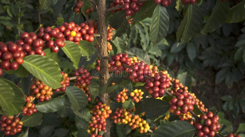 Coffee tree stock photo. Image of tropical, crop, coffee - 85479276