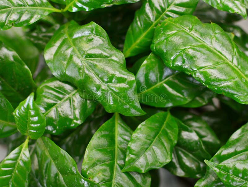 Coffee Tree Leaves Background, Close Up. Stock Image - Image of branch ...