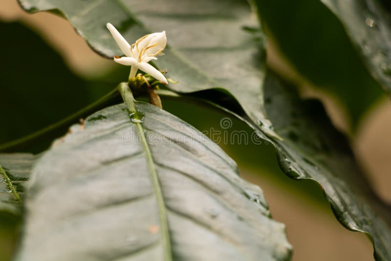 Coffee Tree with Lovely White Bloom and Tiny Stock Photo - Image of ...