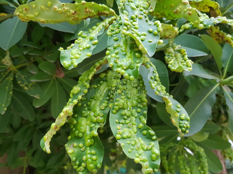 Coffee Tree on a Mountain Plantation Stock Photo - Image of beautiful ...