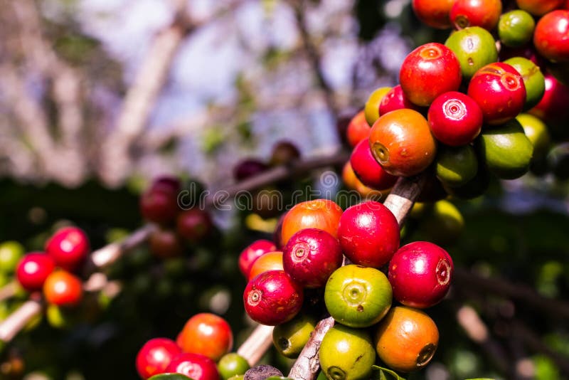 Coffee on tree stock photo. Image of bean, cherry, agricultural - 47273314