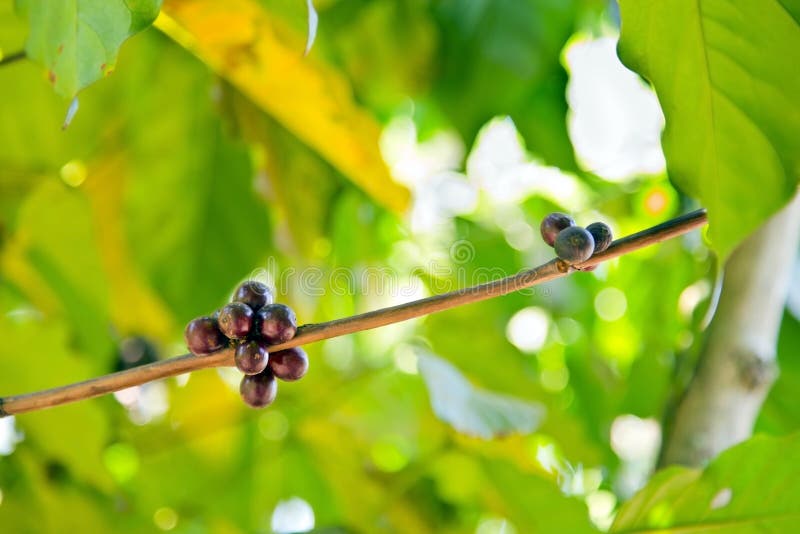 Coffee Tree Plantation, Close Up, Laos Stock Image - Image of ecology ...