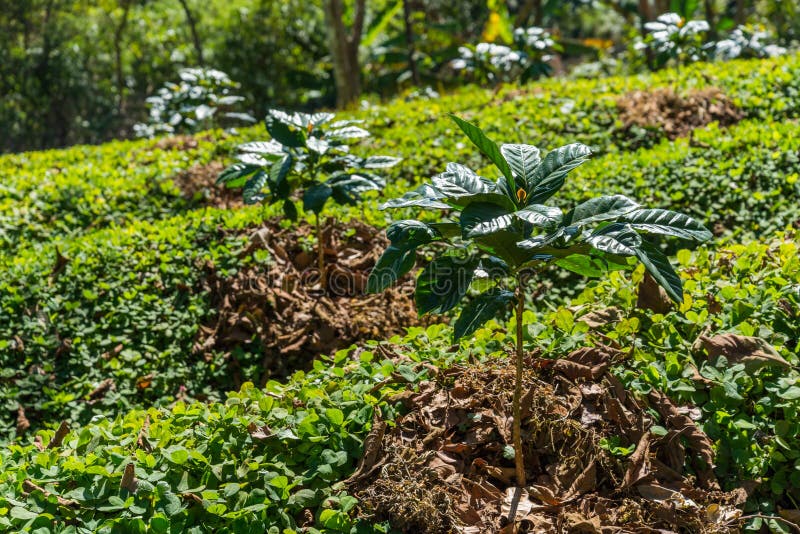 Coffee Tree Plantation Farm Stock Photo - Image of coffee, nature: 49662898
