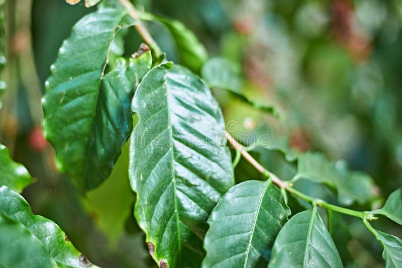 Coffee Tree in Coffee Plantation on the Mountain Stock Photo - Image of ...