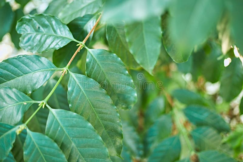 Coffee Tree in Coffee Plantation on the Mountain Stock Image - Image of ...