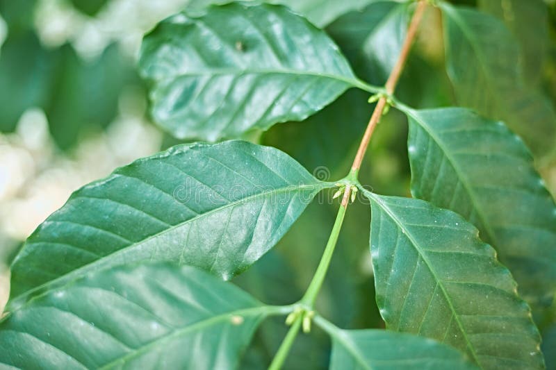 Coffee Tree in Coffee Plantation on the Mountain Stock Photo - Image of ...
