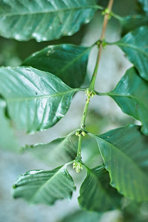 Coffee Tree in Coffee Plantation on the Mountain Stock Photo - Image of ...