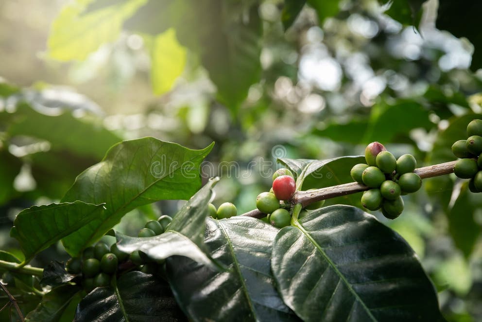 Coffee Tree with Red Coffee Berries on Cafe Plantation Stock Image ...