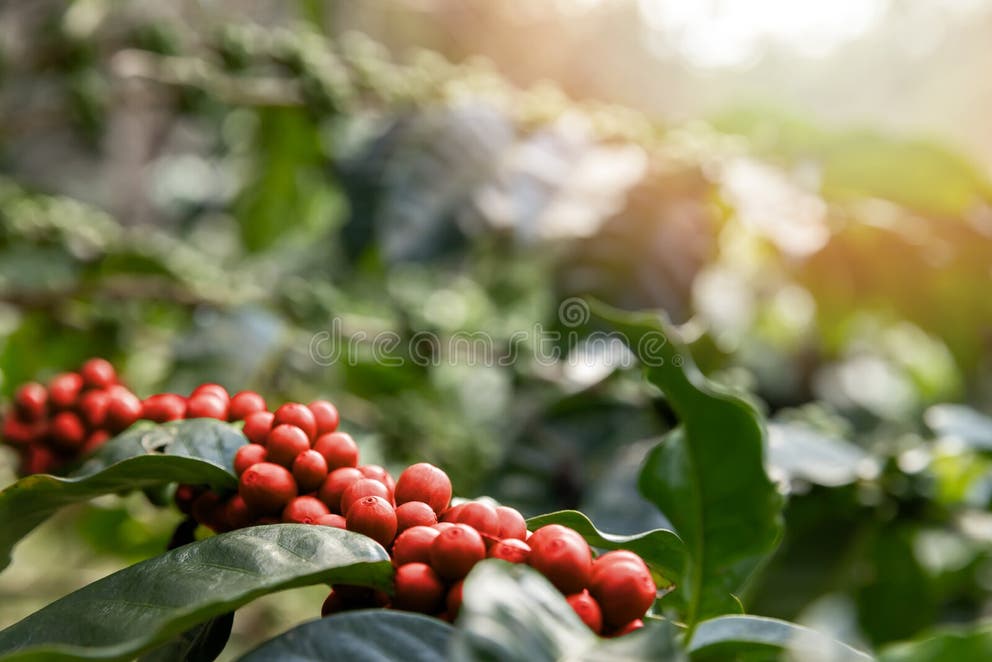 Coffee Tree with Red Coffee Berries on Cafe Plantation Stock Image ...
