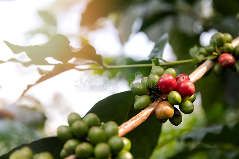 Coffee Tree with Red Coffee Berries on Cafe Plantation Stock Photo ...