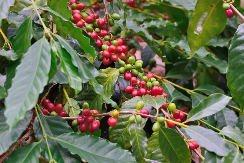 Coffee Tree with Fresh Arabica Coffee Bean in Coffee Plantation Stock ...